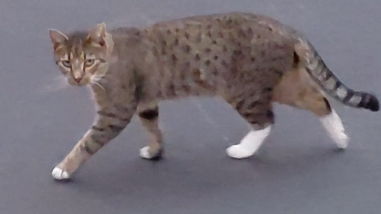 "JESUS'S Cat Rapture is happening NOW!" - YouTube