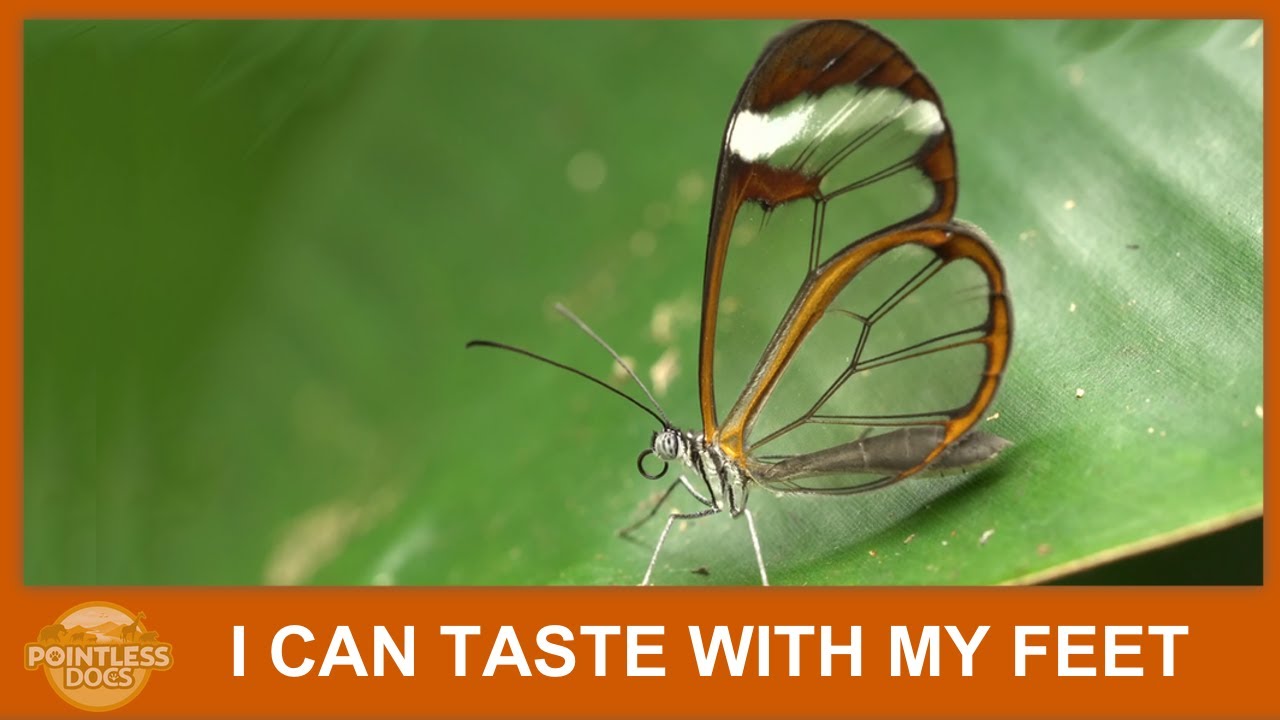 This Insect Tastes With Its Feet! - YouTube