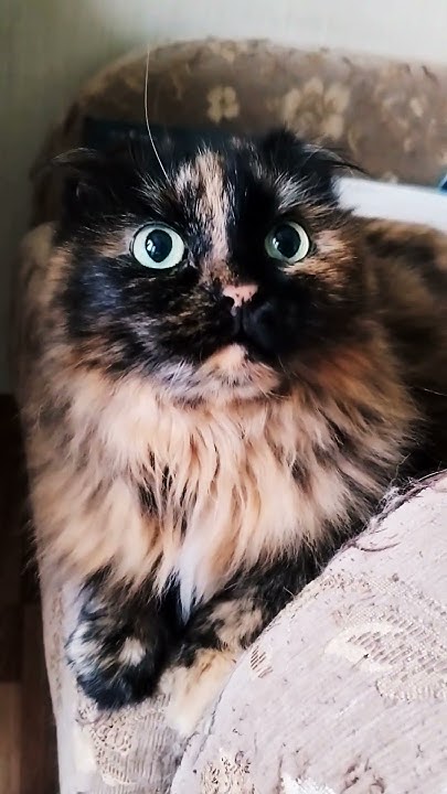 #От Киси😻 - YouTube