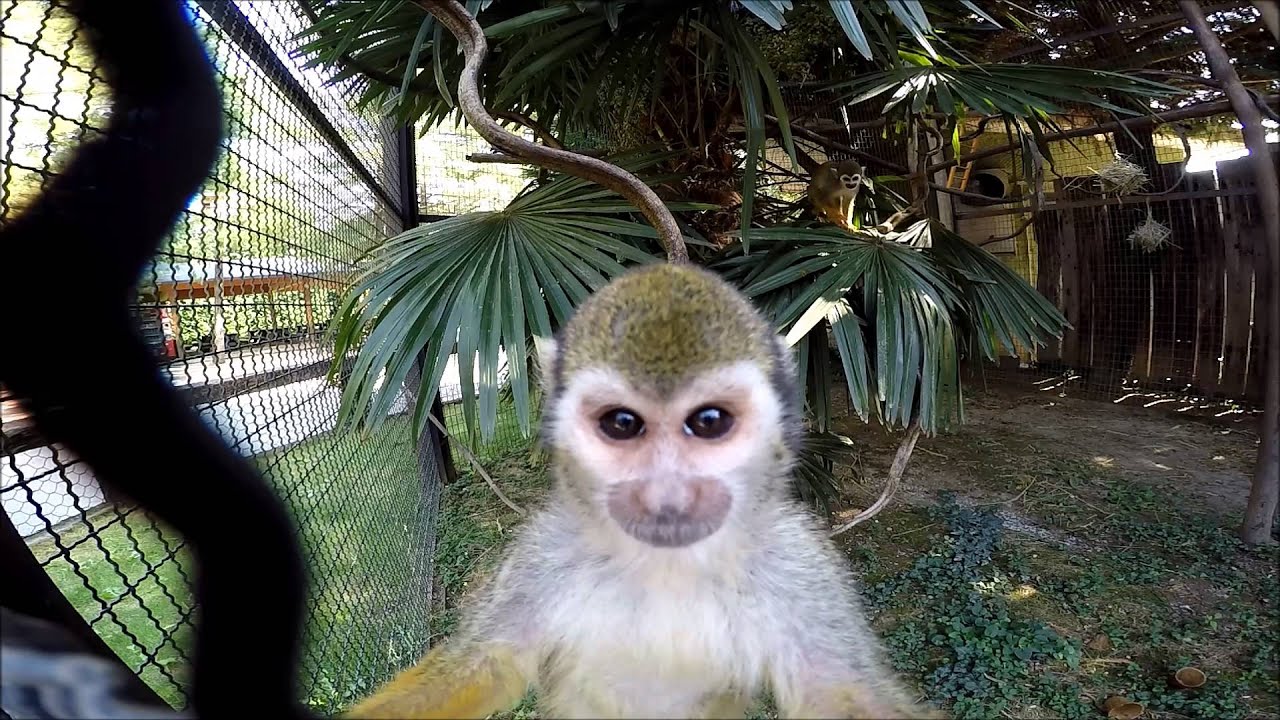 la curiosità di una scimmietta - YouTube