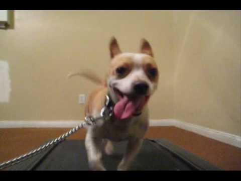 Titus Dog on treadmill - Hammered Dulcimer Tony Elman - YouTube