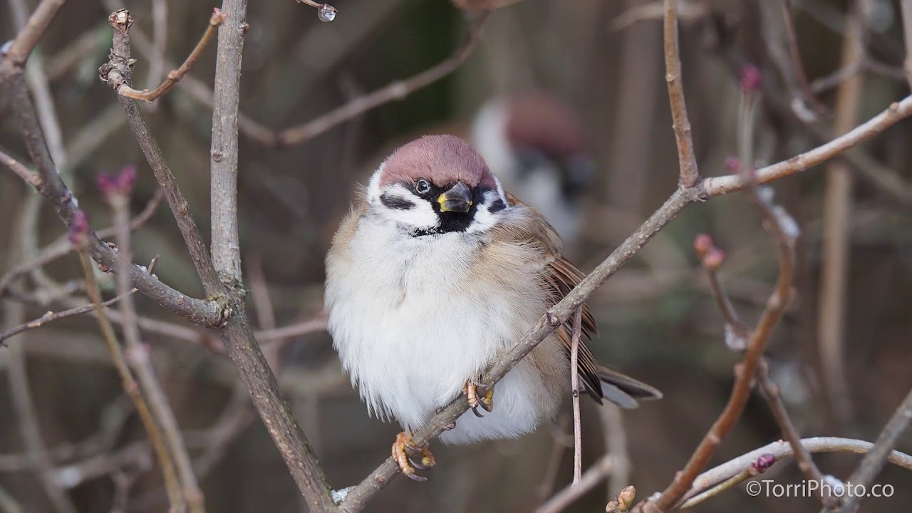 Cute fluffy tree sparrow perching on the twig and looking around - YouTube