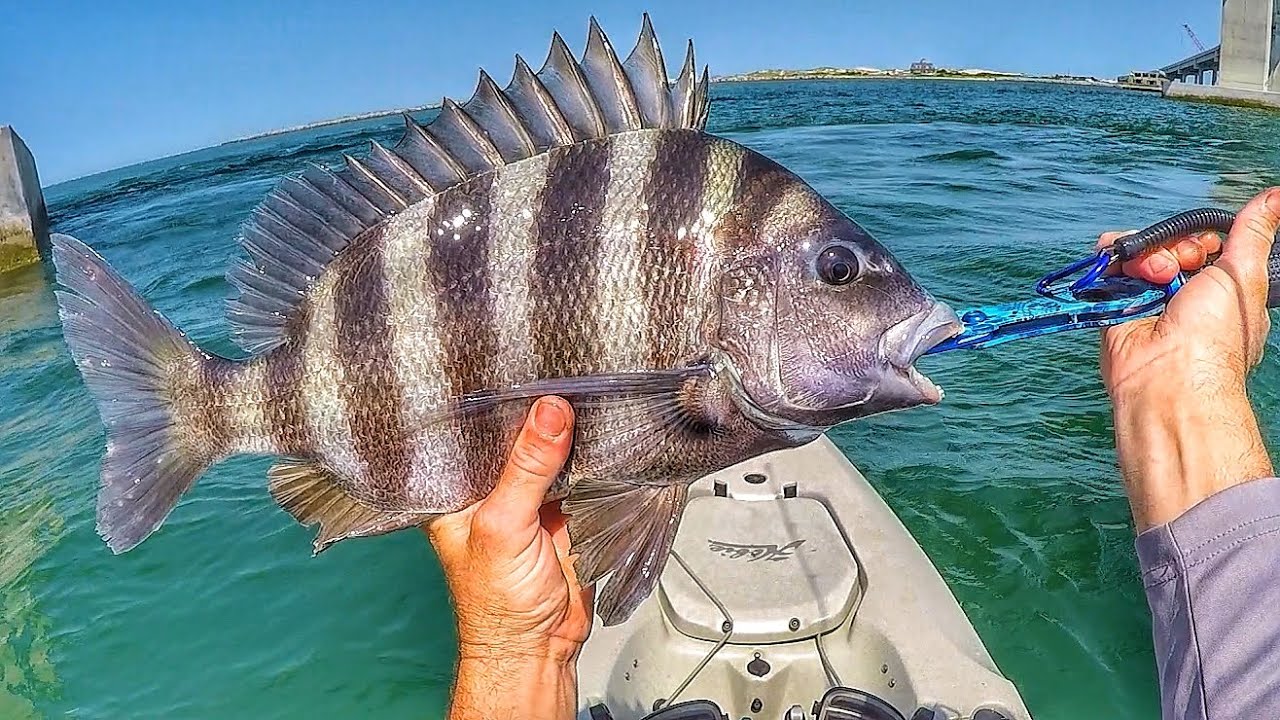 Catching Spring Sheepshead at the Oregon Inlet! - YouTube