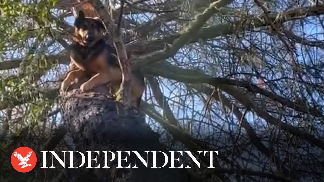 Missing German shepherd found stuck in tree 25-feet in air - YouTube