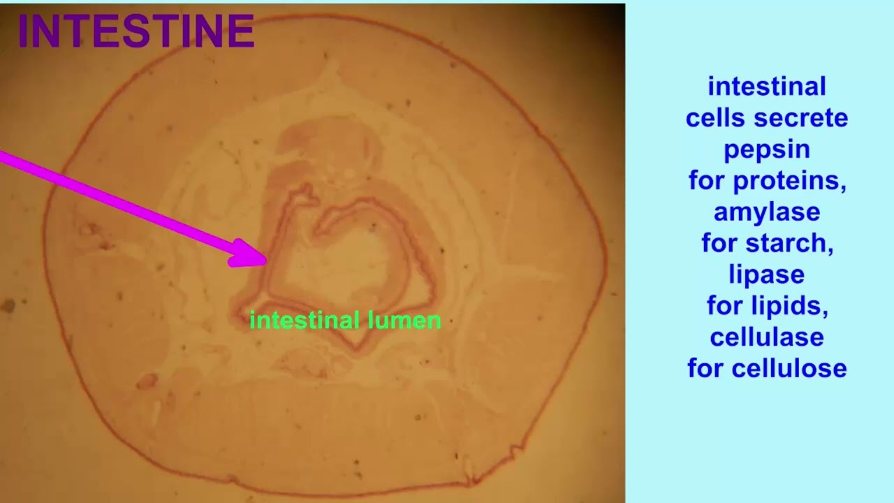 Earthworm Cross Section Labeled