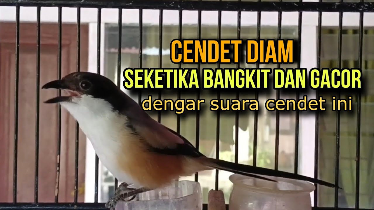 pancingan cendet biar ikut gacor INI AHLI BIKIN burung cendet diam ...