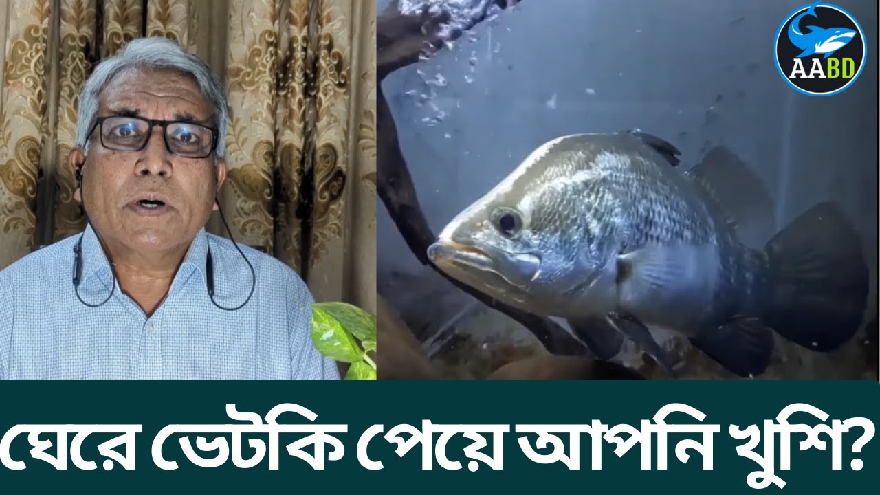 বাগদা ঘেরের ভেটকি আপনাকে কতটা ক্ষতি করছে (How Much Affect Shrimp ...