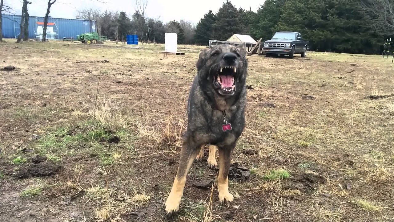 German Shepherd attack dog - YouTube