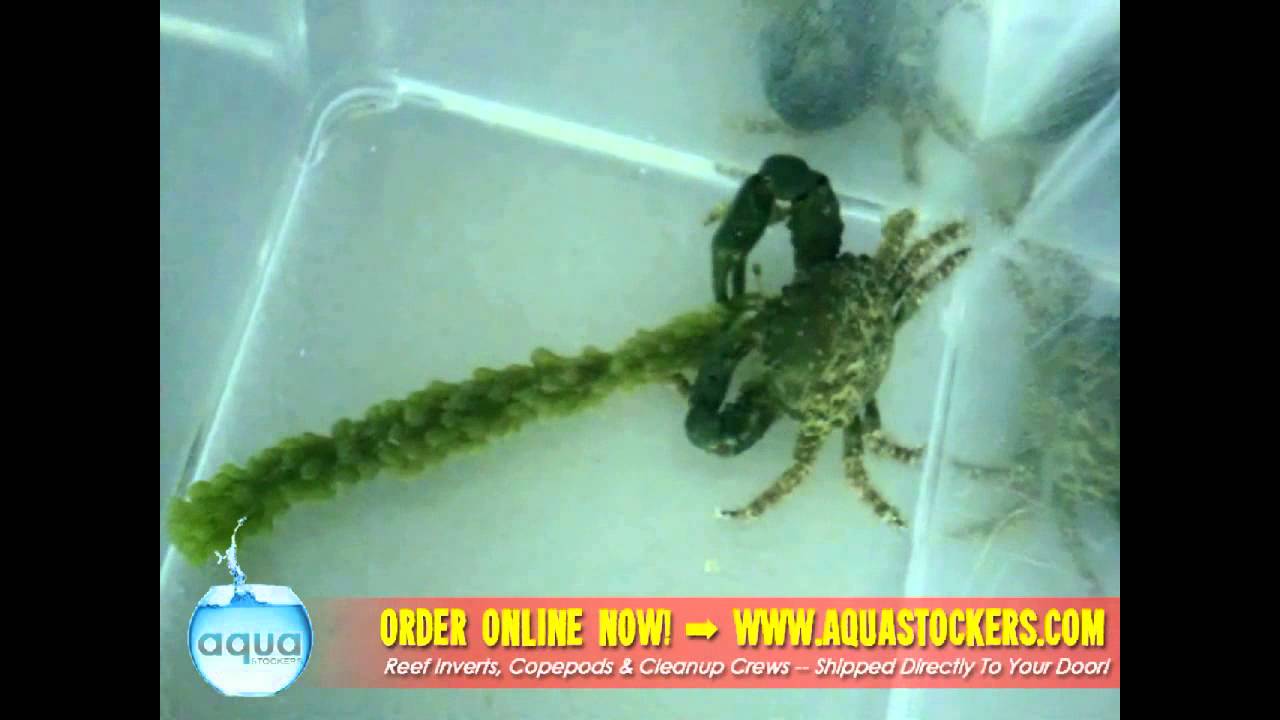 Green Emerald Crab Eating Algae in Reef Tank by AquaStockers Com - YouTube