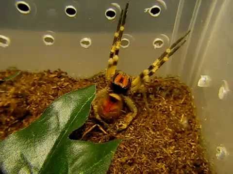 Wandering Spider Defending Itself (Warning Dance) 1Of2