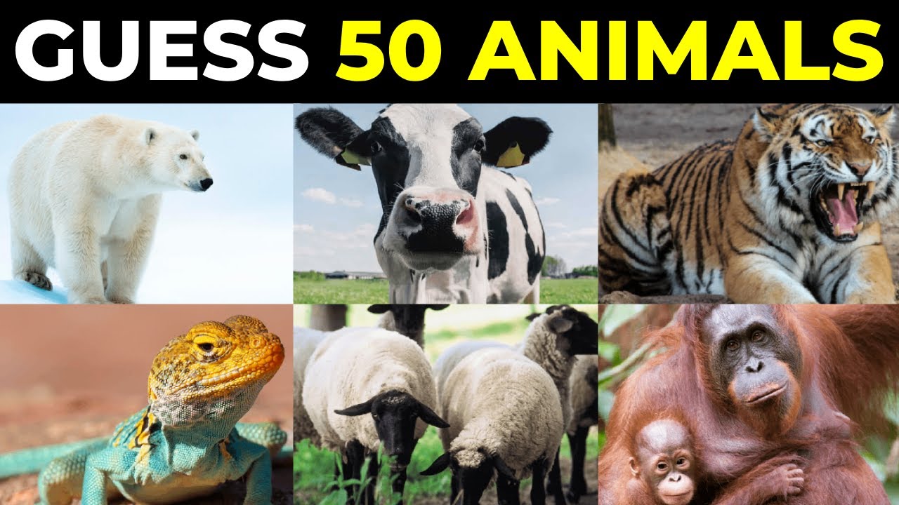 Guess the Wildlife: A Fun Animal Identification Game! - YouTube