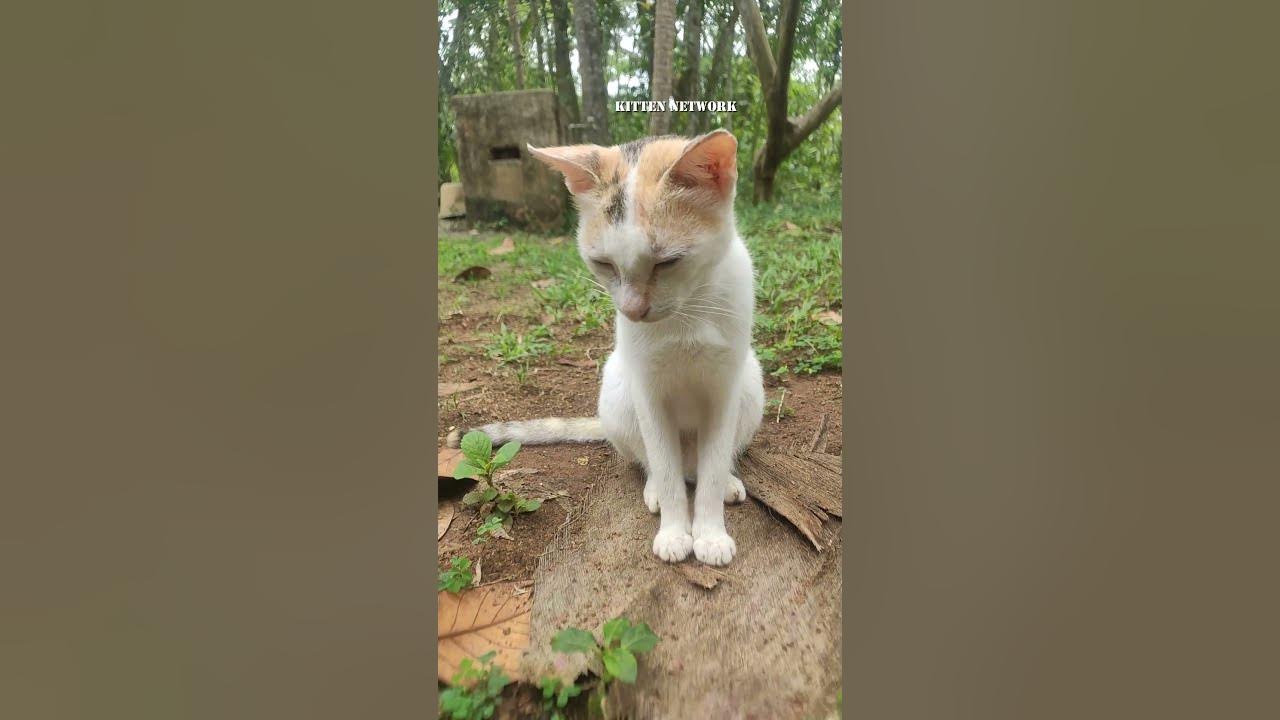 Captivating Look and Comfy Rest ☺️ Pawsome Feline Relaxation ...