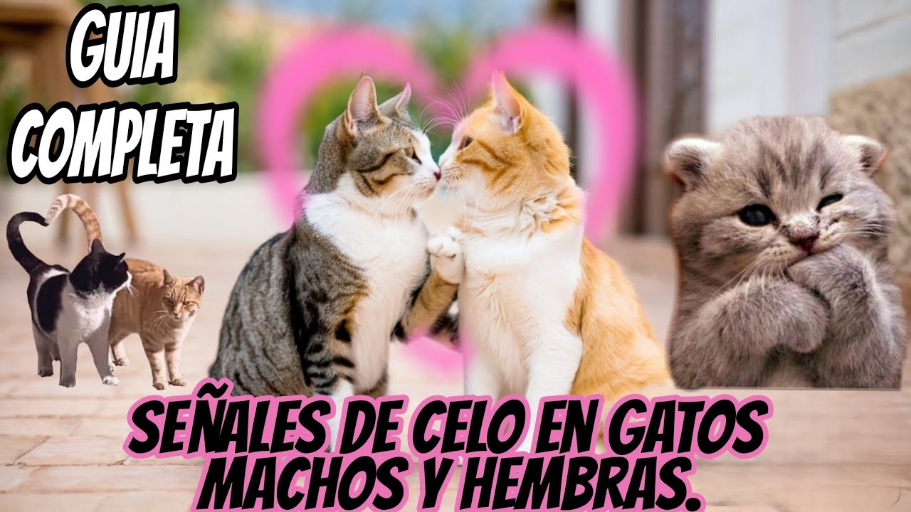 Señales del Celo en Gatos: Diferencias Clave entre Machos y Hembras ...