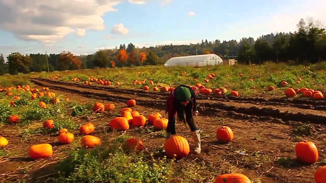 Punkin Patch - YouTube