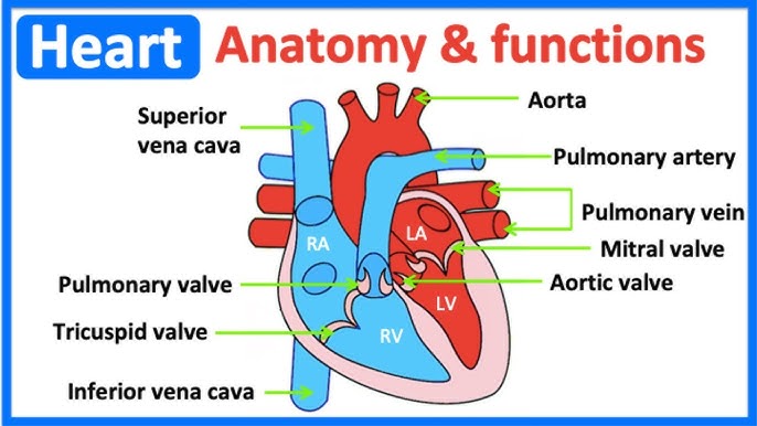Parts Of The Heart And Functions