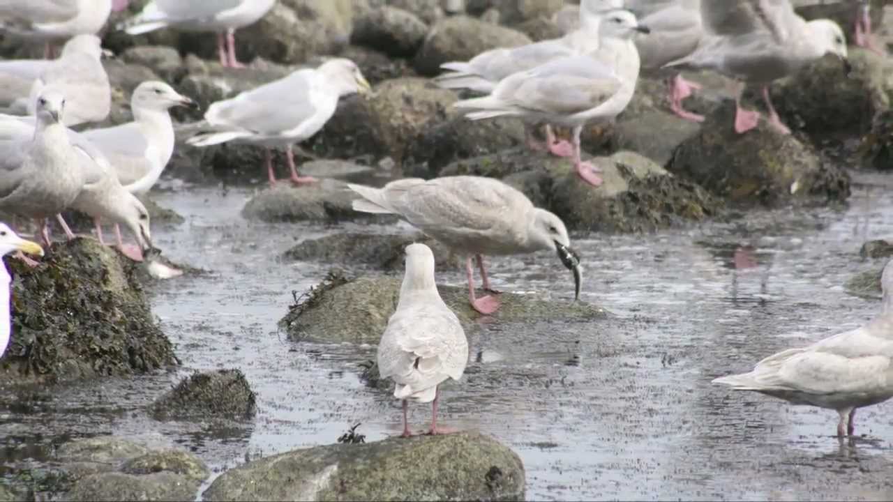 FiSH spawning in Tide POOLS !!! - YouTube