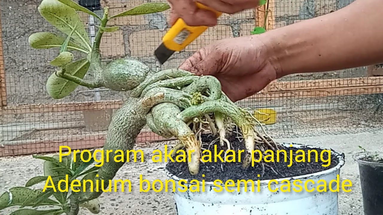 program akar akar panjang adenium bonsai semi cascade - YouTube
