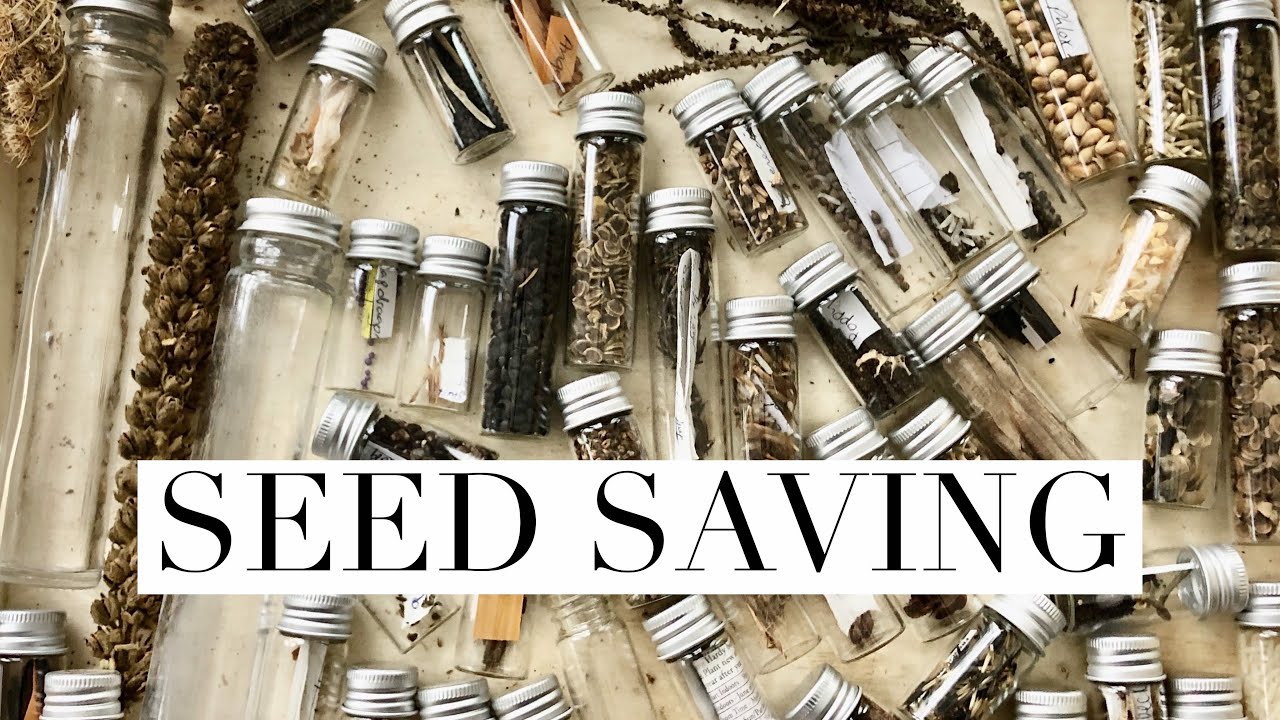 Seed saving: storing and cleaning seeds on How to Grow a Garden with ...