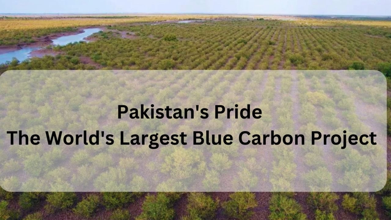 Pakistan's Pride: The World's Largest Blue Carbon Project - YouTube
