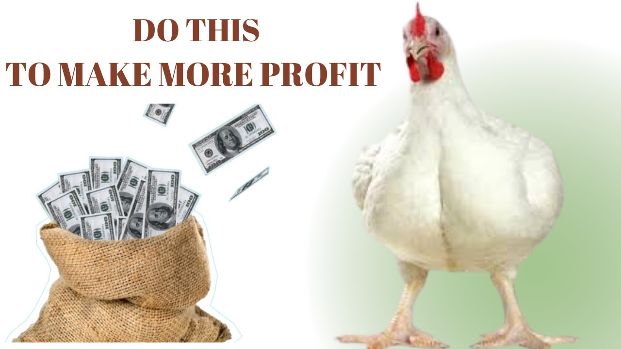 HOW TO MAKE MORE PROFIT IN YOUR POULTRY FARM - YouTube