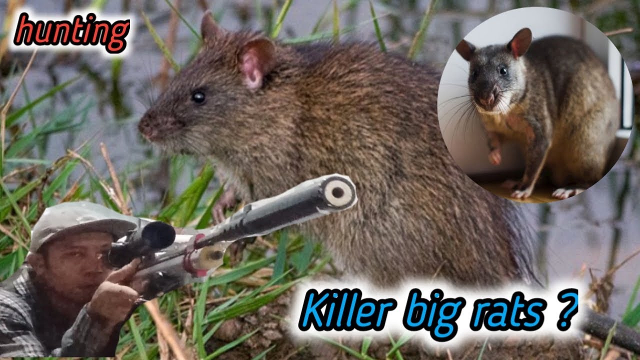 ultimate rats hunting (part 2) @KIWOHUNTER - YouTube