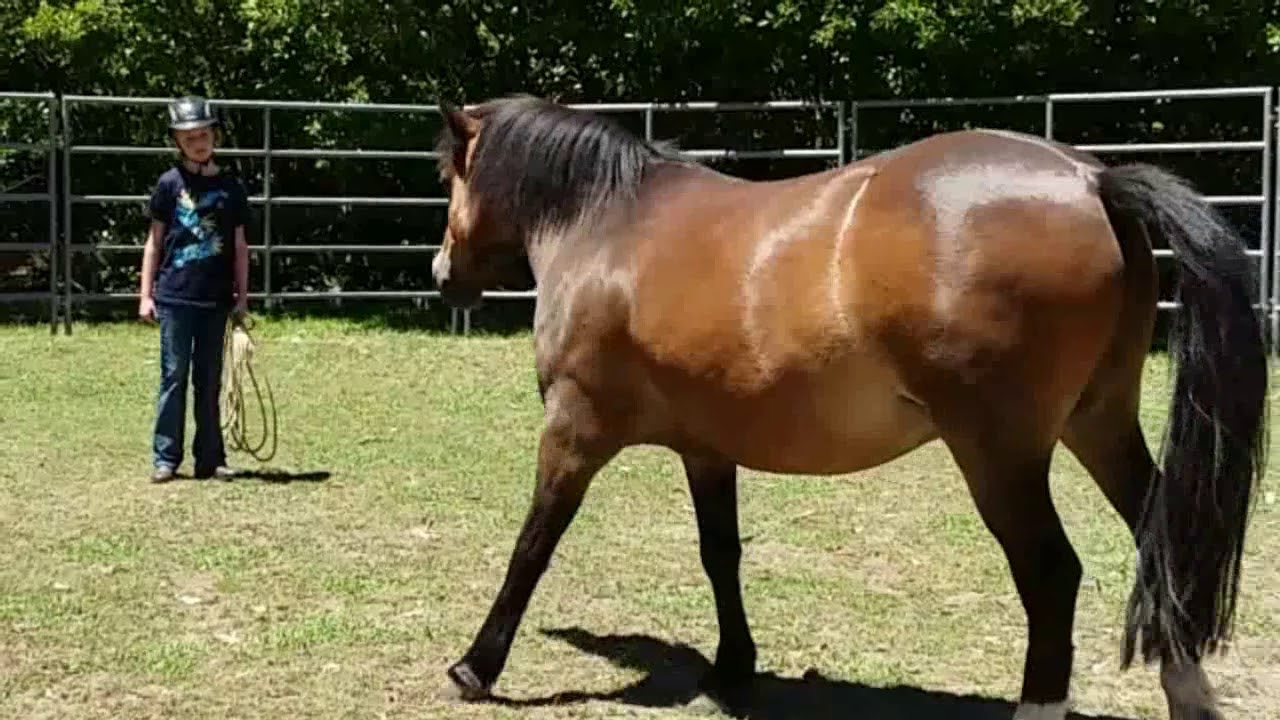 Horsemanship Training Round Yard Basics - YouTube