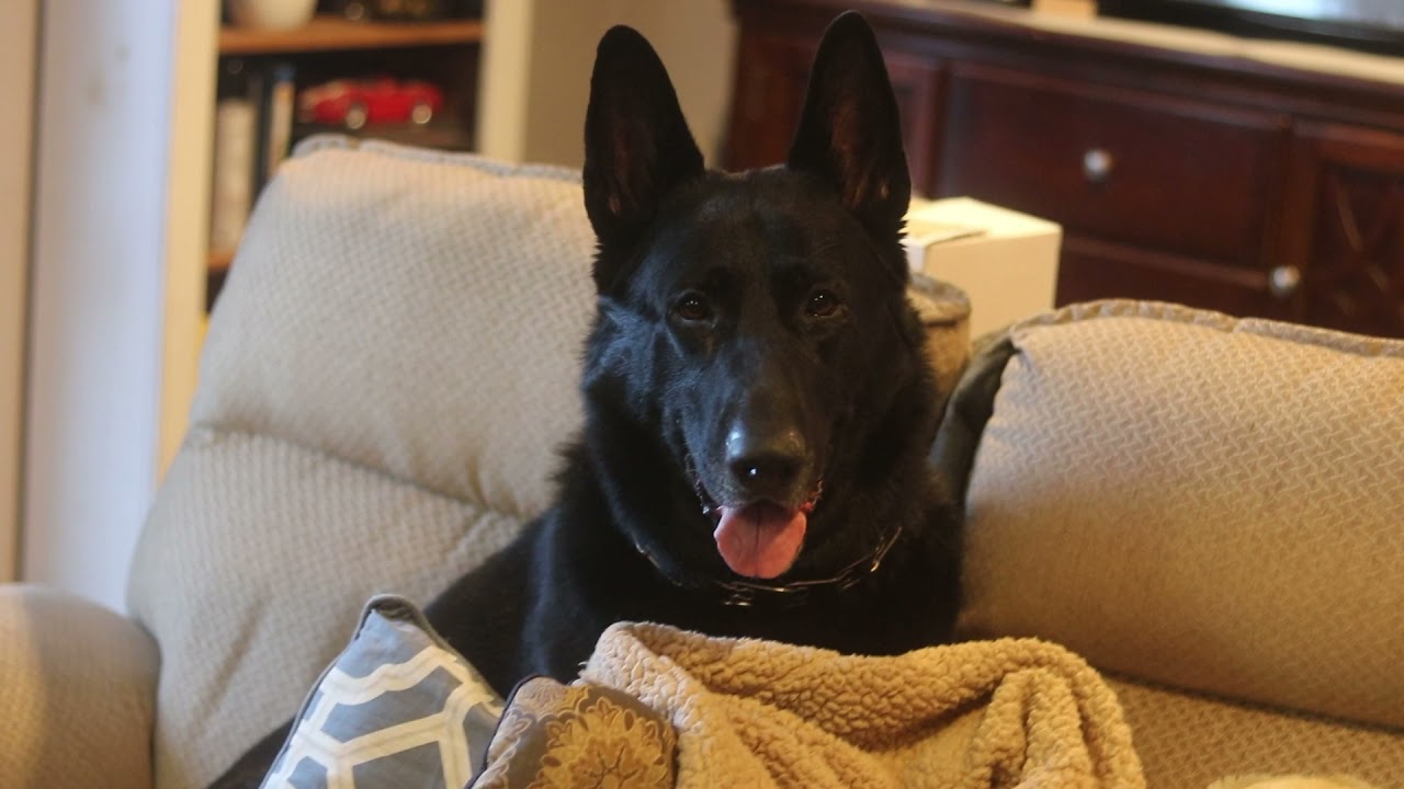 German Shepherd sneak in the sofa - YouTube