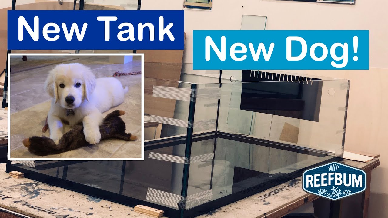 New Tank, New Dog! - YouTube