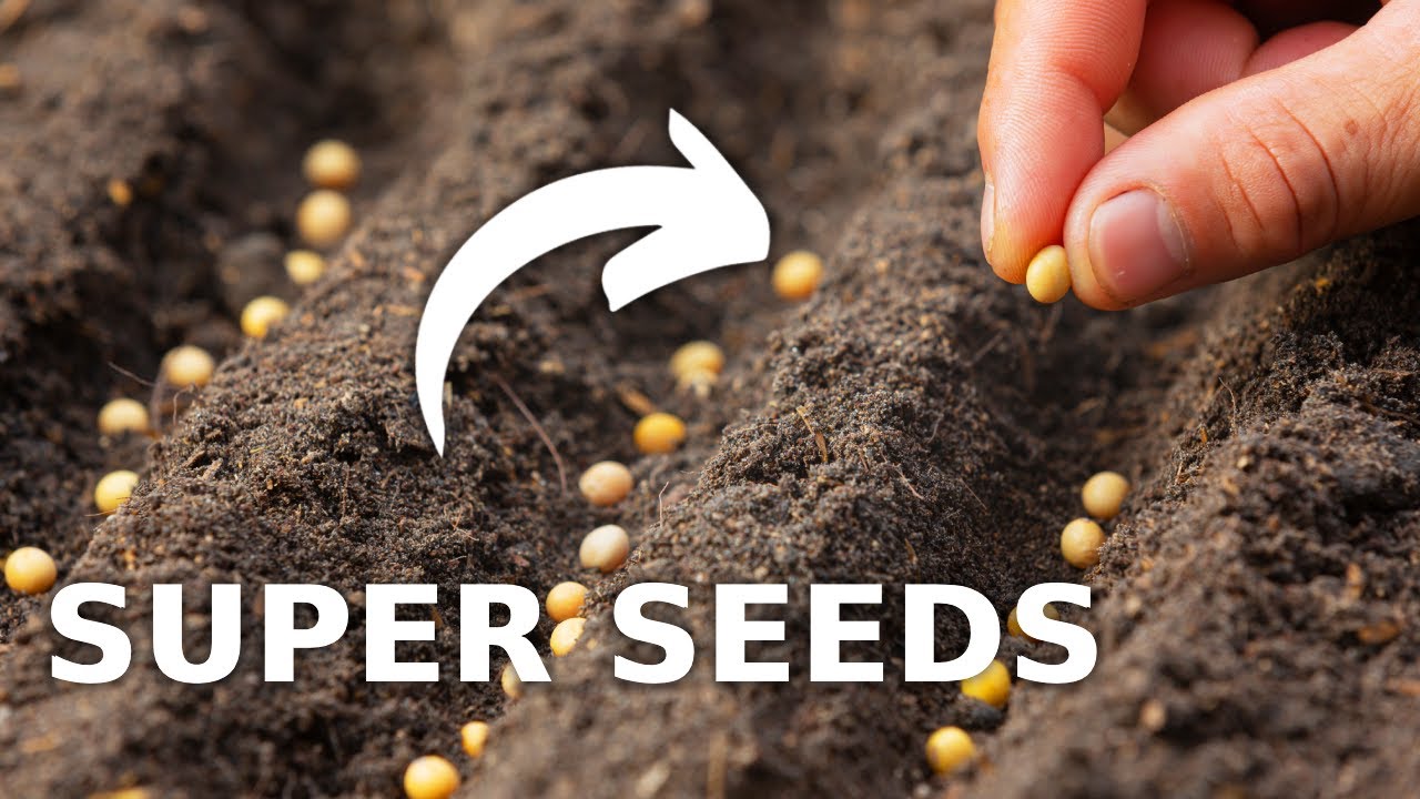 These Super-Seeds will Feed the World! Maybe... - YouTube