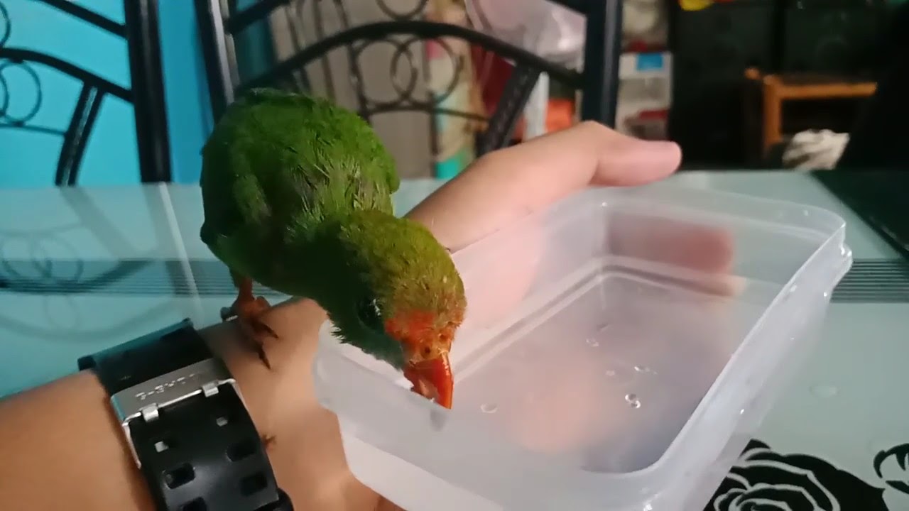 RESCUED KULASISI ( Philippine Hanging Parrot ) - YouTube