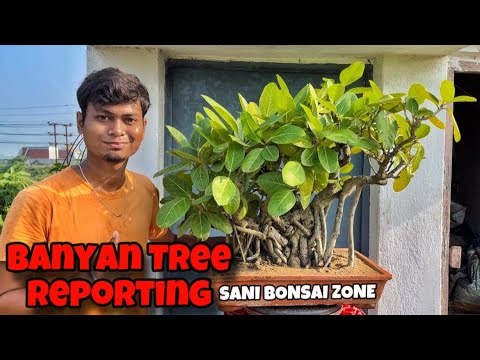 Banyan Bonsai Reporting | Bonsai Tree | Sani Bonsai zone #gardening #garden #plants - YouTube
