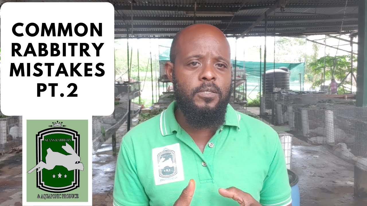 Trinidad Rabbit Farming - Common Rabbitry Mistakes Pt 2 - YouTube