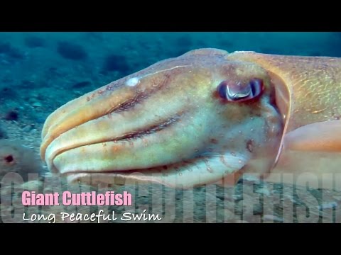 Giant Cuttlefish Swimming Blairgowrie Pier 2015 HD - YouTube