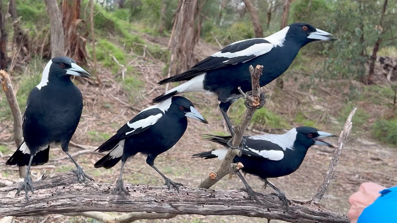 Crazy Cute Magpies Competing for Wombaroo ( insectivore rearing mix ...