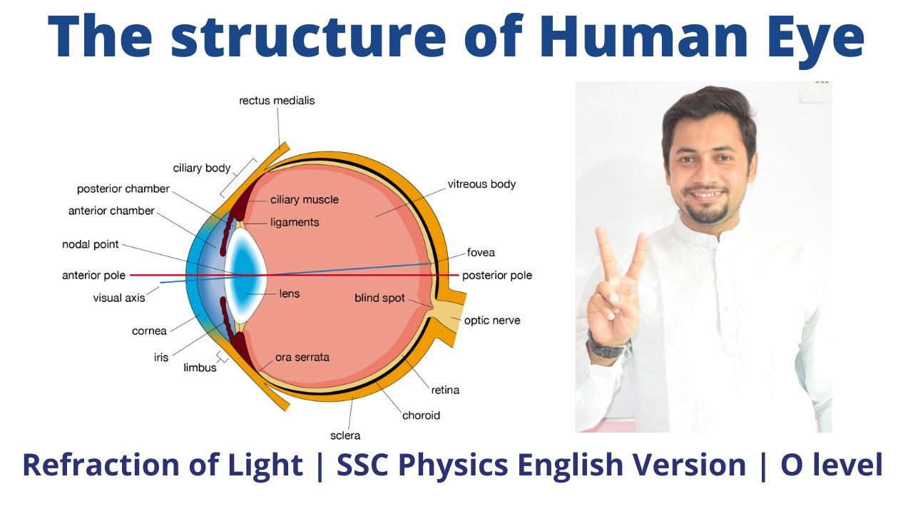 10. Structure of Human Eye | Refraction of Light | Fahad Sir - YouTube
