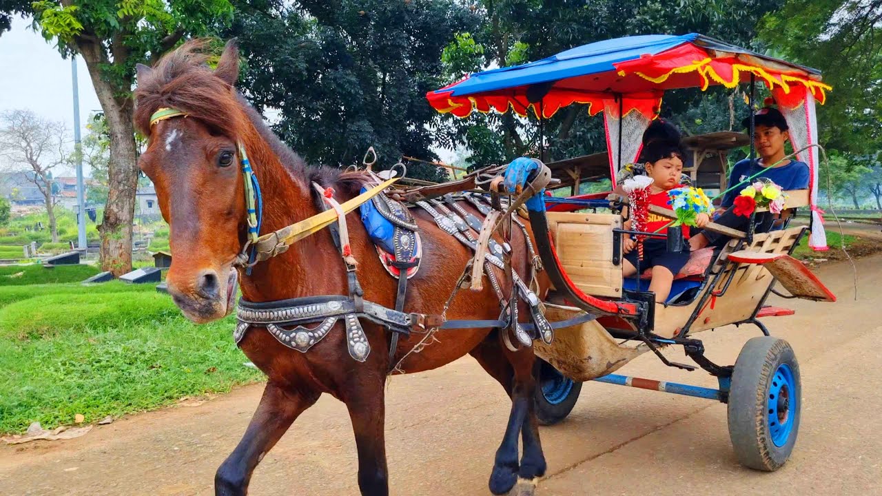 KUDA I HORSE RIDING VIDEOS I LAGU NAIK KUDA DELMAN ISTIMEWA KU DUDUK ...