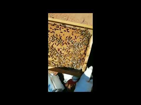 ARILARIN VIZILTISI (ARICININ GÜNLÜĞÜ)