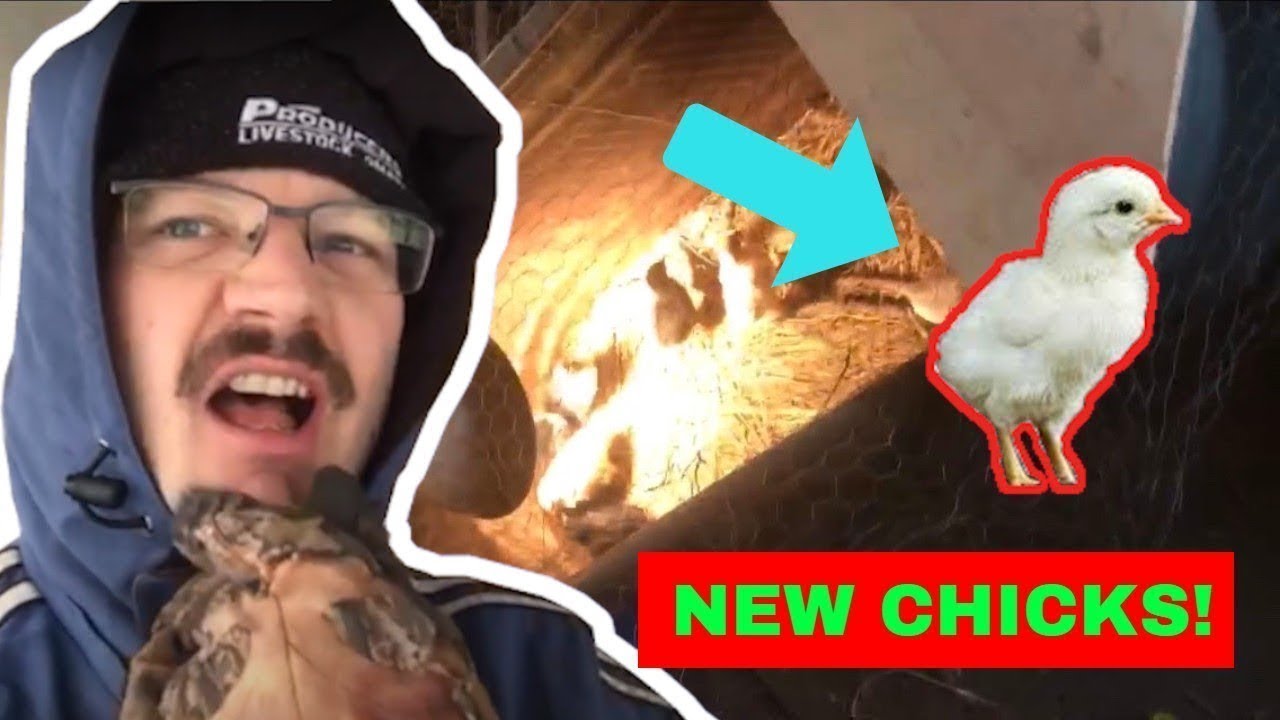 New Pen for the Little Baby Chicks! (With Randy) - YouTube