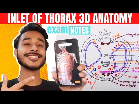 Thoracic Inlet Anatomy 3D | Inlets of thorax anatomy | Superior Thoracic Aperture Anatomy