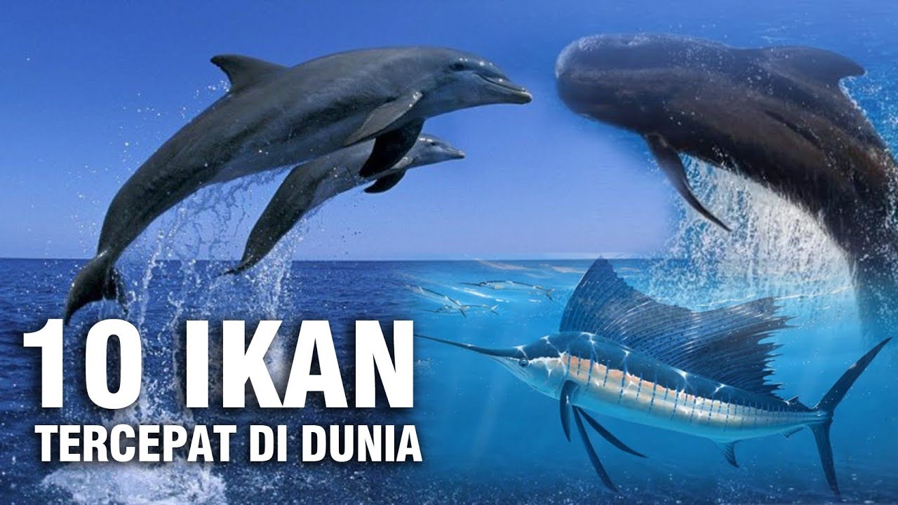 INILAH 10 IKAN LAUT TERCEPAT DI DUNIA - YouTube