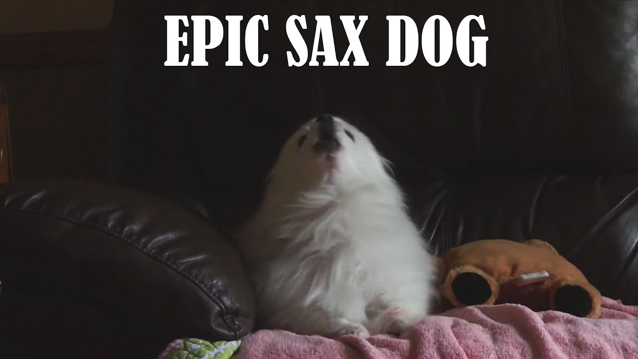 Gabe the Dog - Epic Sax Dog - YouTube