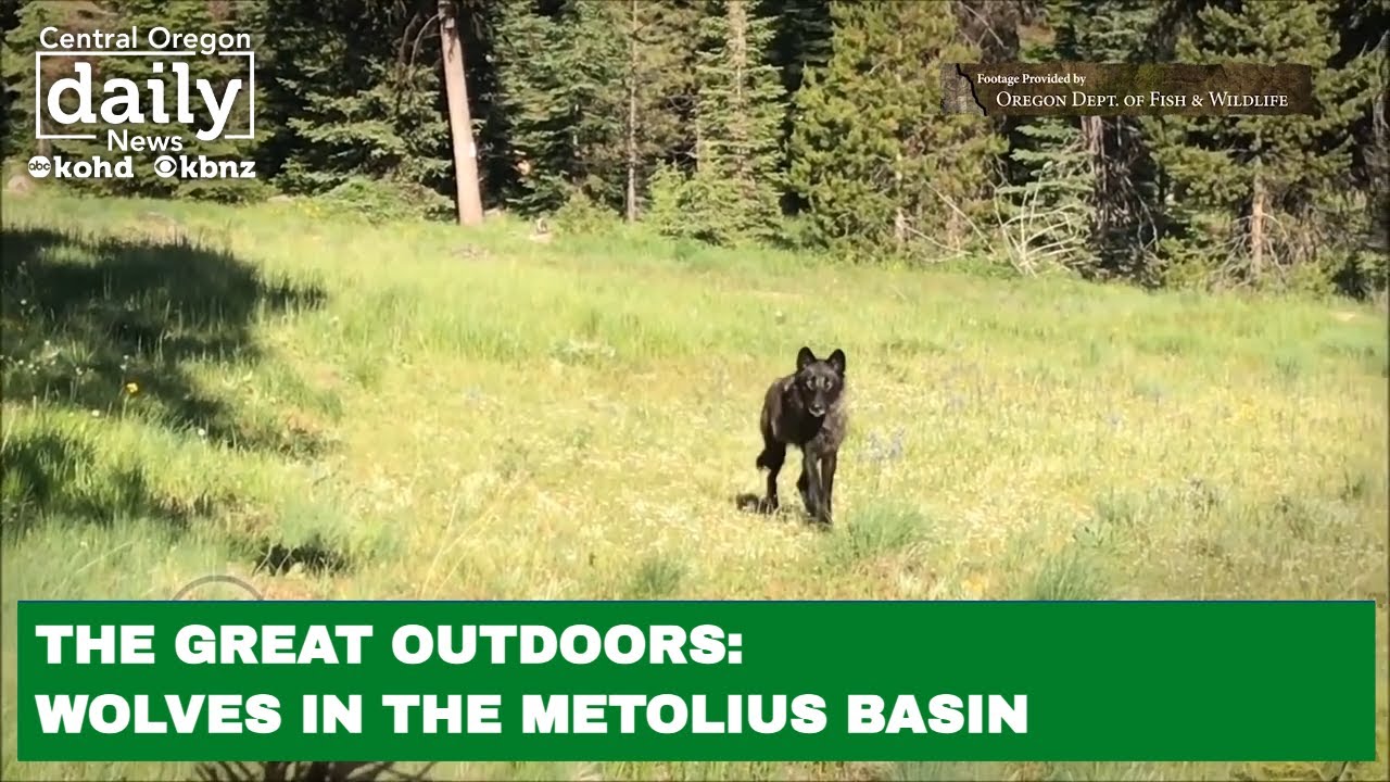 The Great Outdoors: Wolves in the Metolius Basin - YouTube