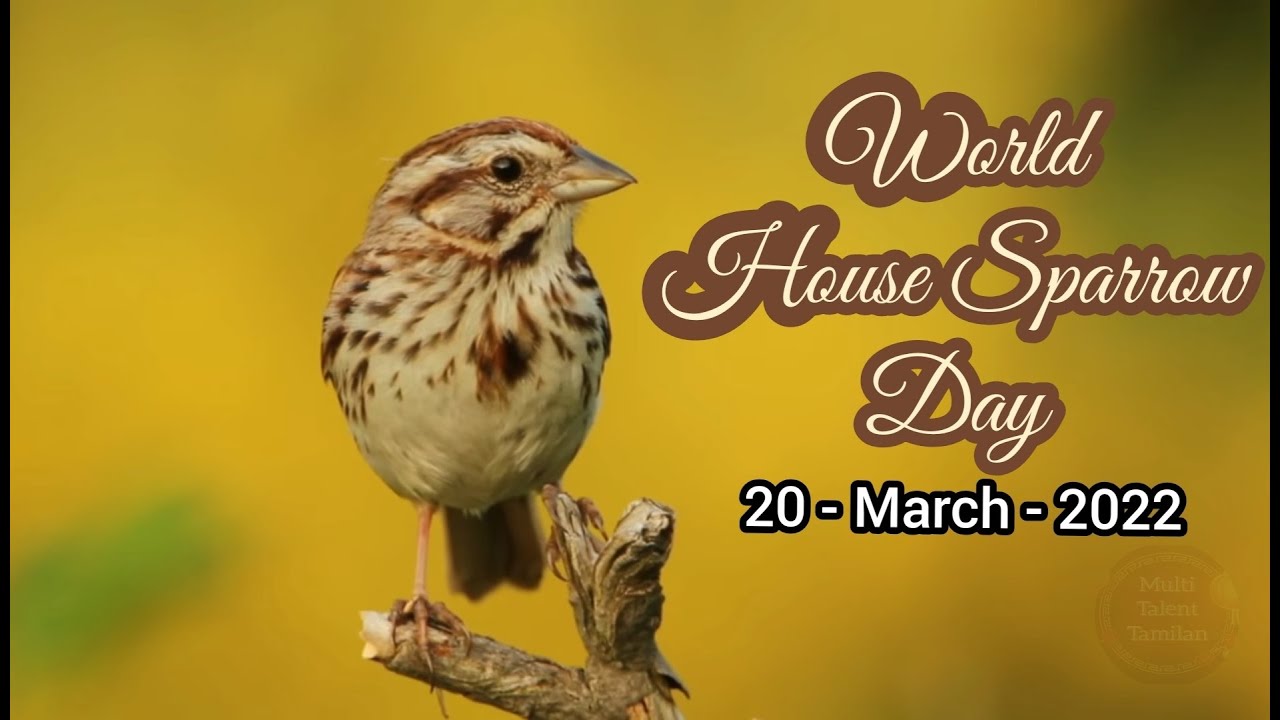 World house Sparrow Day | World house Sparrow Day 20 march 2022 | happy ...