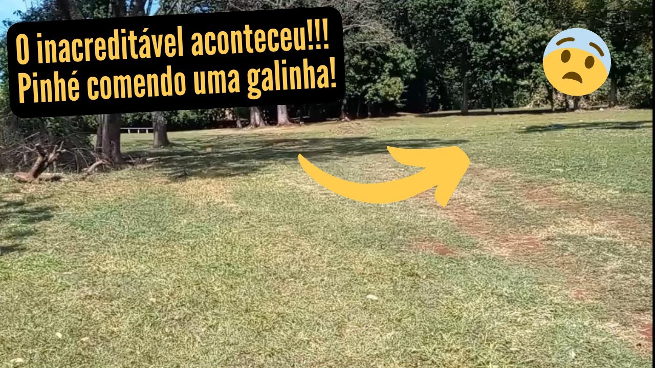 Pinhé comendo uma galinha! - YouTube