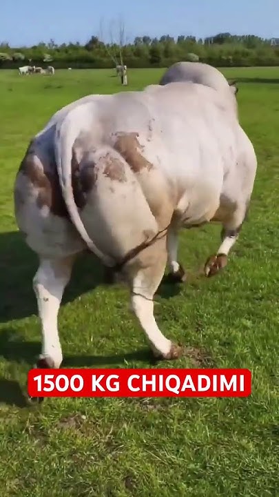 BUNAQASINI ANIQ KO'RMAGANSIZ DAXSHAT. - YouTube