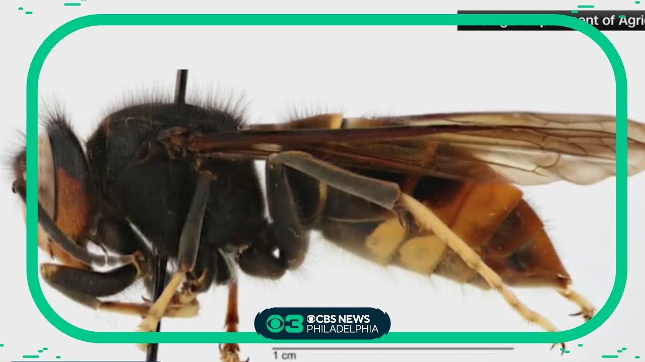 Invasive yellow-legged hornets found in Georgia - YouTube