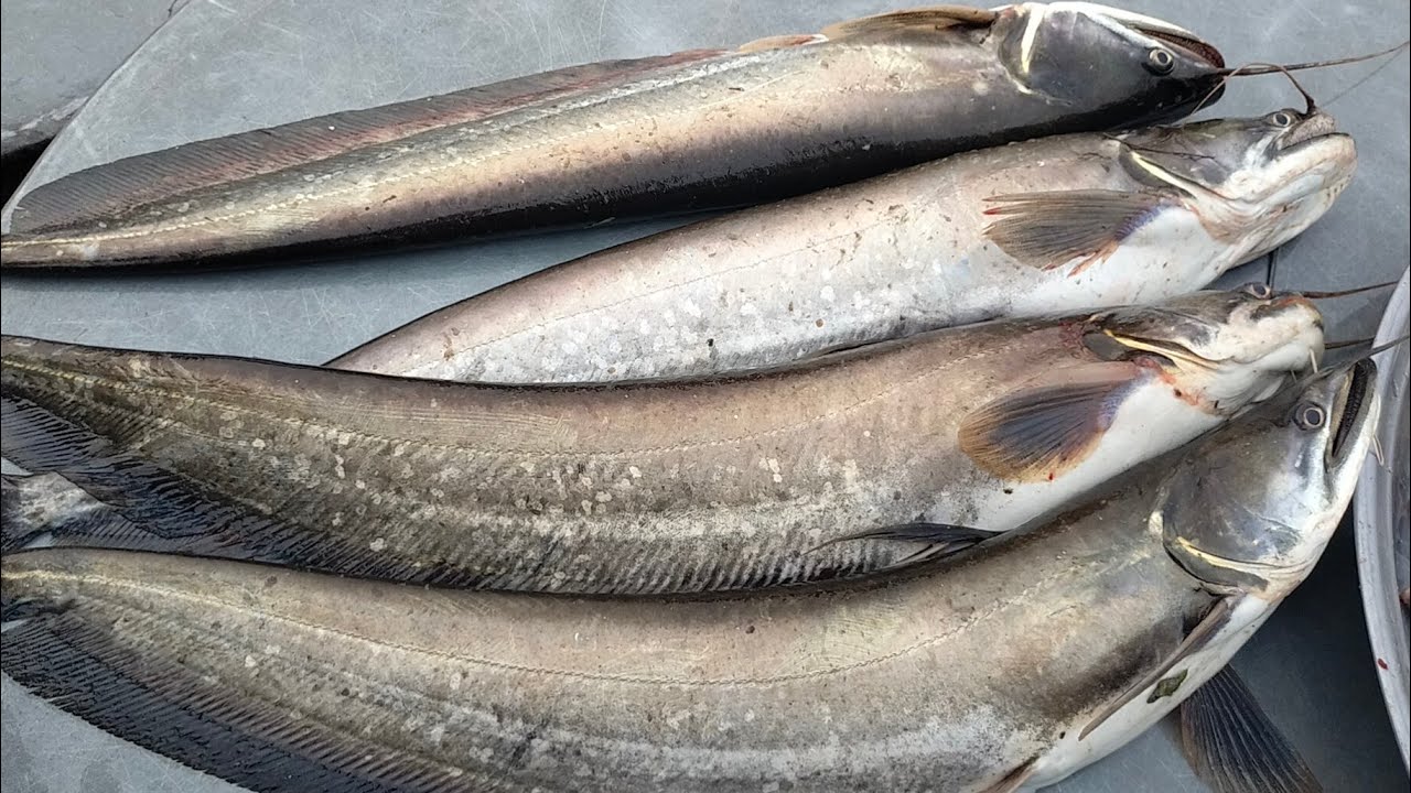 পদ্মার সেই সাইজের বোয়াল মাছ 😱 দাম ও কতটা চাহিদা দেখুন।River fish boal ...