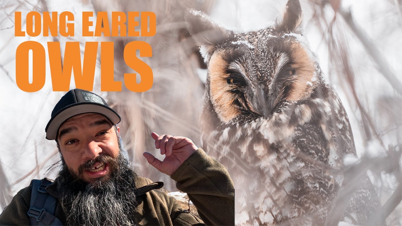 finding OWLS at a local state park - YouTube
