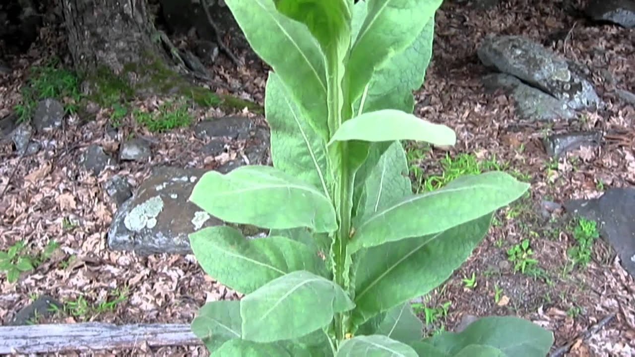 Bushcrafting : Uses For The Mullein Plant - YouTube
