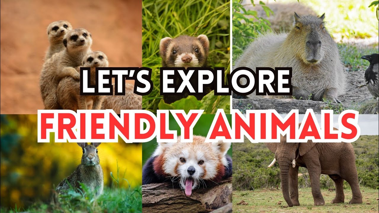 LEARN FRIENDLY ANIMALS | EXPLORE FRIENDLY ANIMALS | @kidsheaven2717 ...
